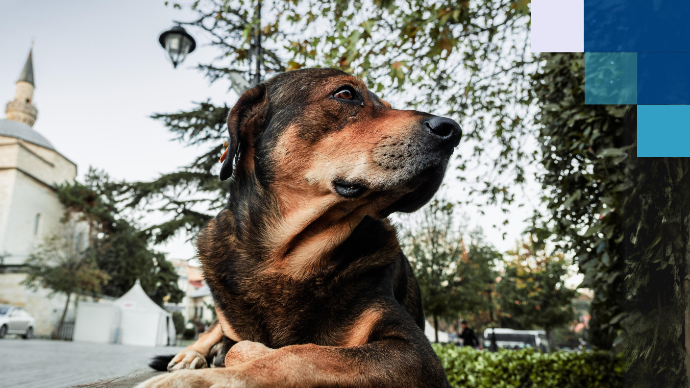 Support Animal Rights in Türkiye: Join Our Campaign! - Turkiye Mozaik ...